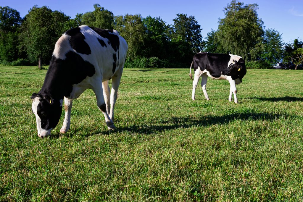 World economy explained with two cows – Mind to profit