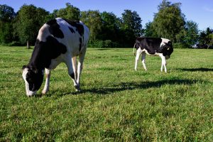 World economy explained with two cows – Mind to profit
